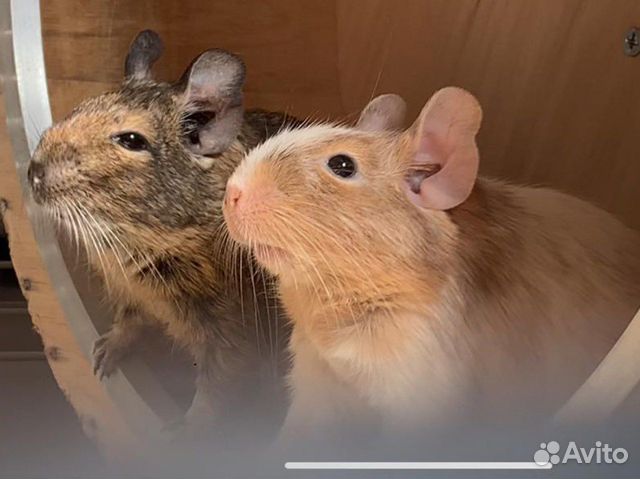 Дегу В добрые руки