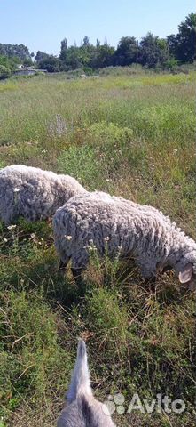 Продам овец