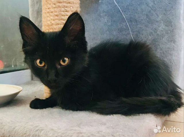 Котенок Лёлик