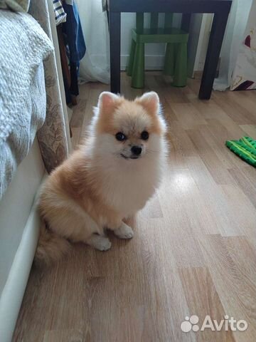 Померанский шпиц щенок девочка