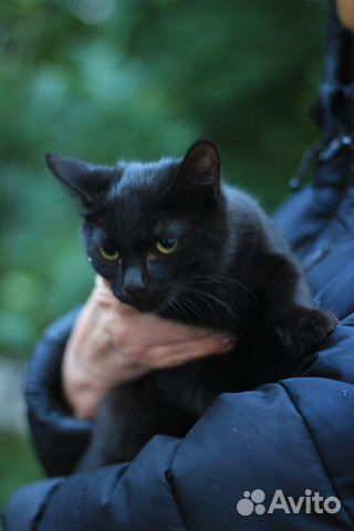 Кот просит о спасении