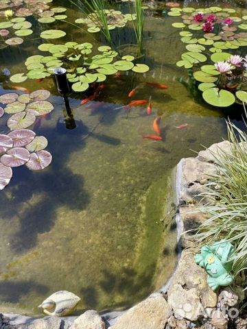 Золотые рыбки