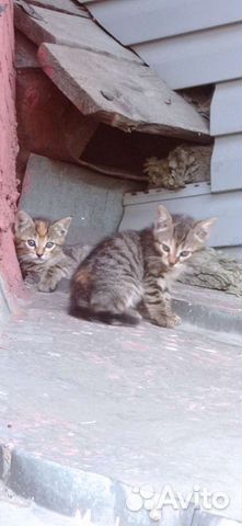 Кошки в добрые руки