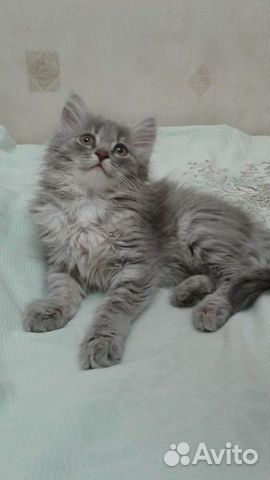 Котенок в добрые руки