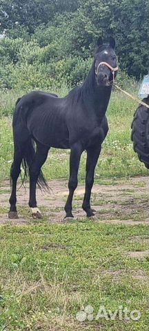 Тракененский жеребец