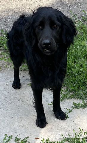 Собака черная найдена