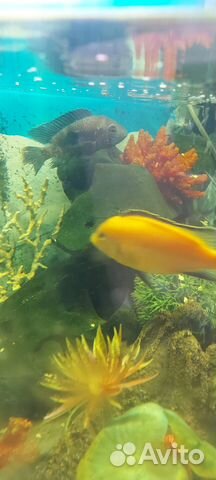 Продам рыбок цихлид