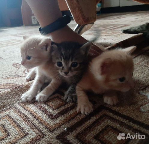 Продаю/отдаю котят