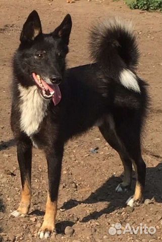 Собака Микки принесет вам счастье в новом году