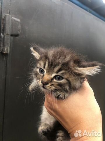 Котята полукровки