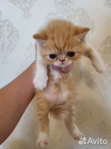 Экзотический котёнок мальчик рыжий 17.07.2022