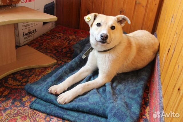 Две собачки ищут дом