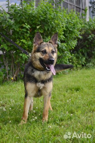 Адель из приюта ждет семью