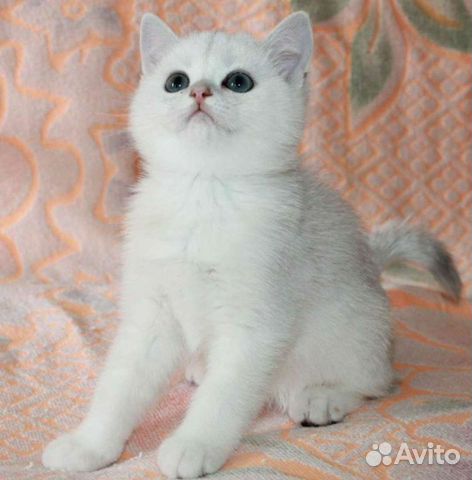 Британская шиншилла