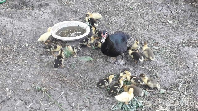 Индоутята 2 недели 19 штук