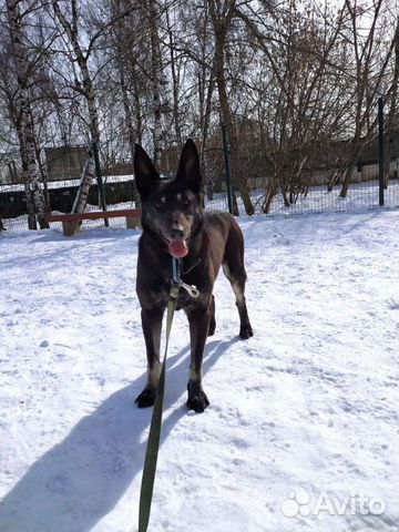 Прости что без породы