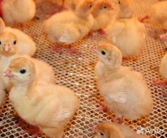 Индюшата широкогрудые Ставрополь 3 суток