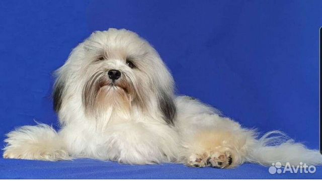 Малая львиная собака