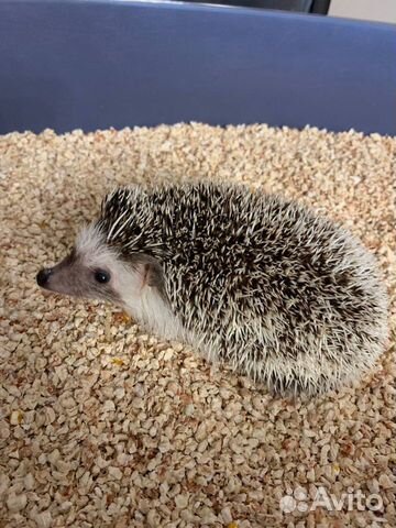 Африканский карликовый еж