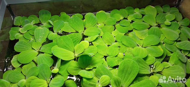 Пистия и роголистник бесплатно