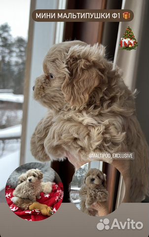 Мальтипу f1 micro mini Корейские крови