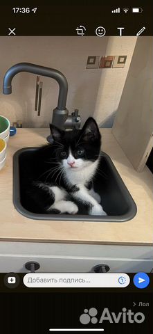 Котенок в добрые руки