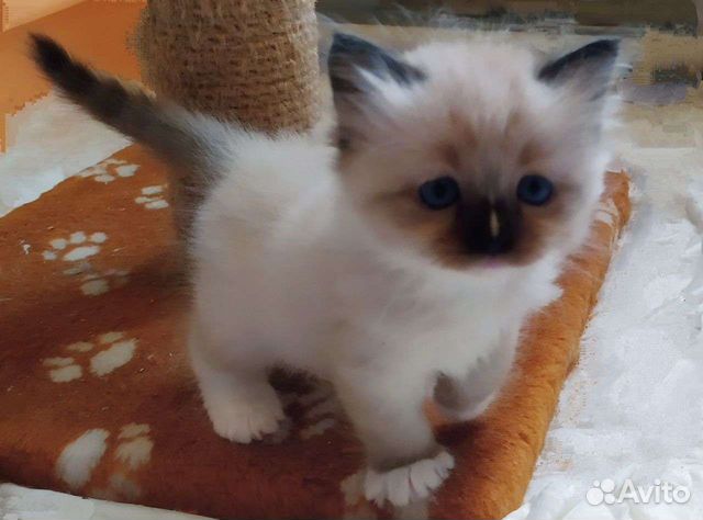 Котики рэгдолл
