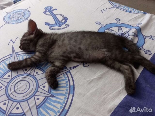 Отдаём котёнка