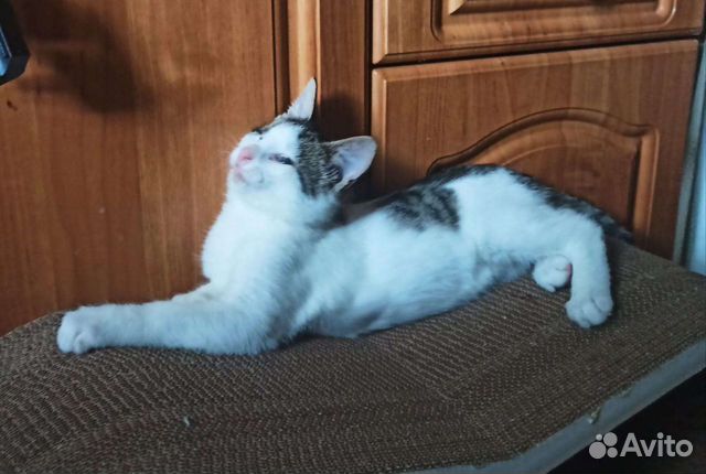 Котенок слепыш тоже хочет быть любимым