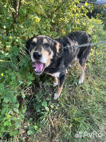 Собака в добрые руки