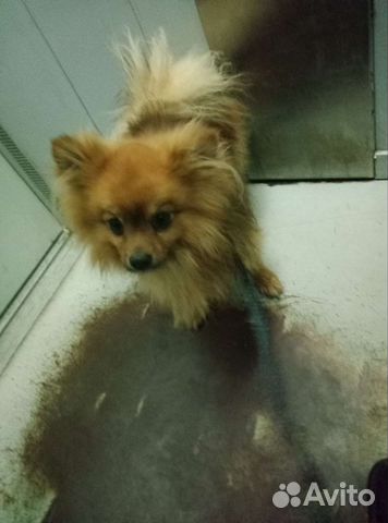 Найдена собака Шпиц