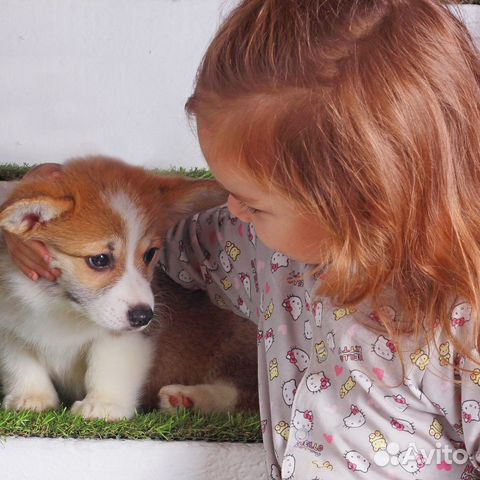 Плюшевые медвежатки