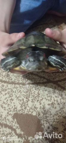 Черепаха красноухая