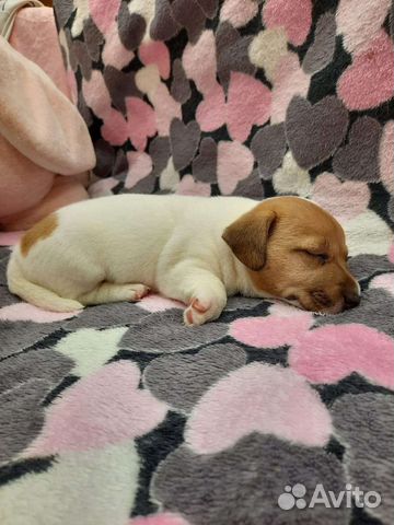 Щенки джек Рассел терьер гладкошерстный