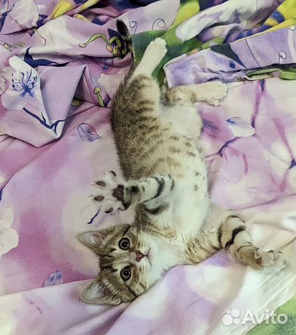 Котенок бенгал помесь 2.5 месяца в добрые руки