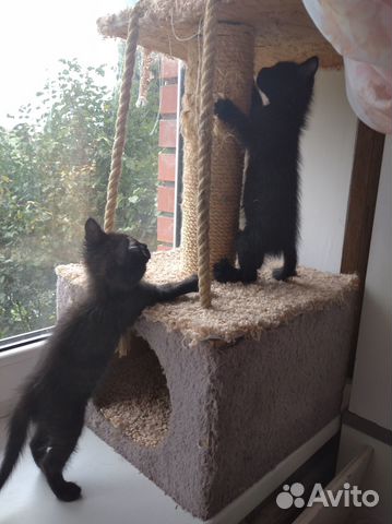 Котята в добрые руки бесплатно