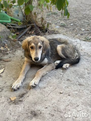 Щенок ищет дом