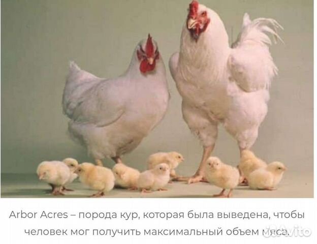 Цыплята бройлер Арбор