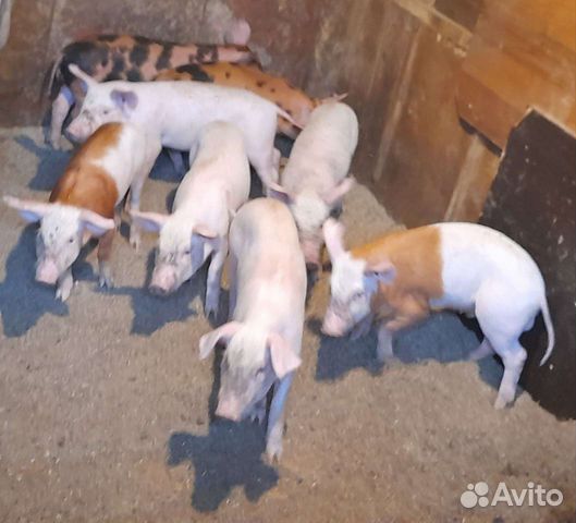 Поросята ландрас дюрок