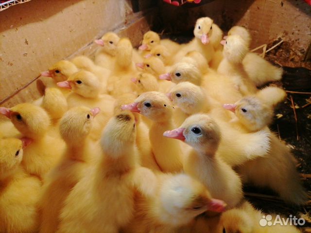 Мускусные утята индоутки индоутята суточные