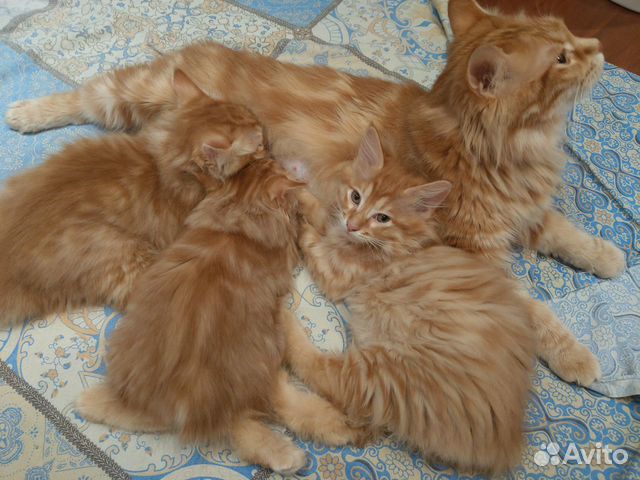 Солнечные котята курильского бобтейла