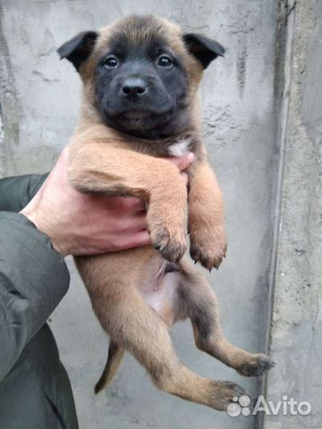 Алиментный щенок бельгийской овчарки