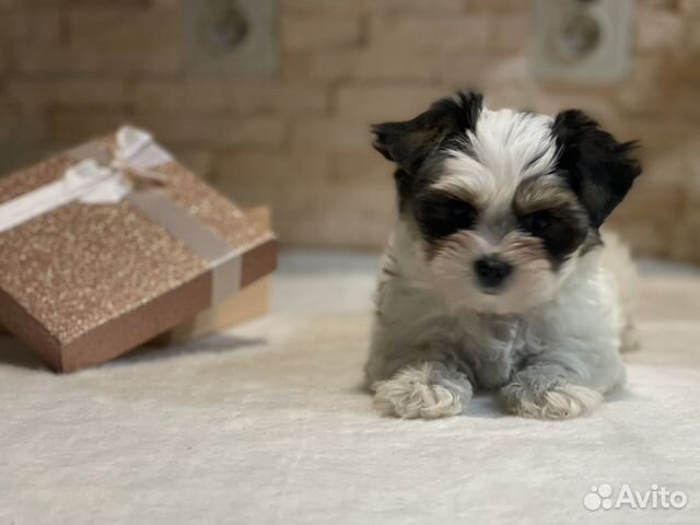 Девочка бивера