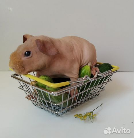 Морская свинка скинни