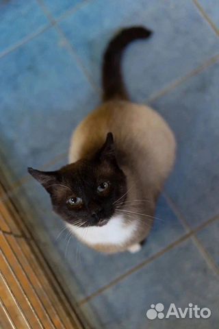 Голубоглазый кот в добрые руки