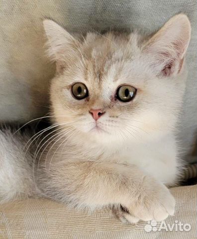 Кошечка окраса серебро Феона,привита