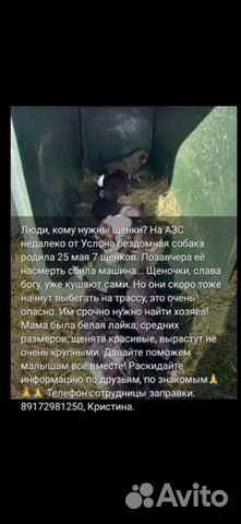 Маленькие щенки остались без мамы