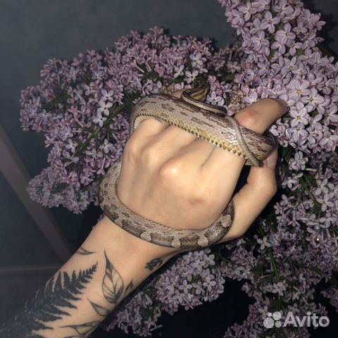 Маисовый полоз Анери с террариумом