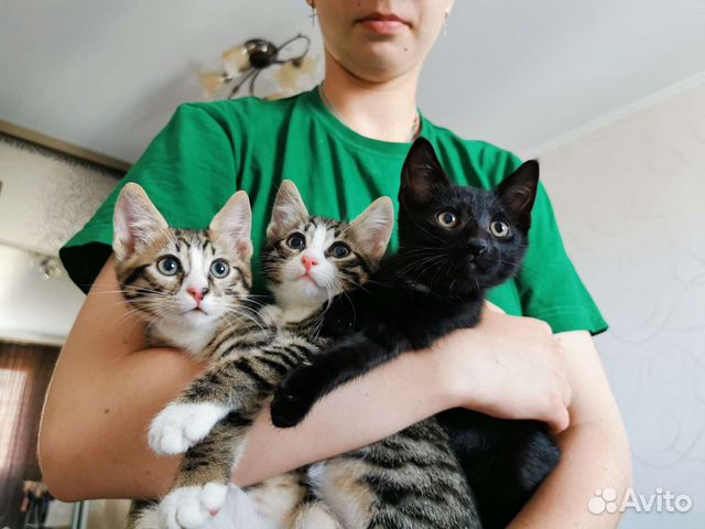 Котейка в любящие руки