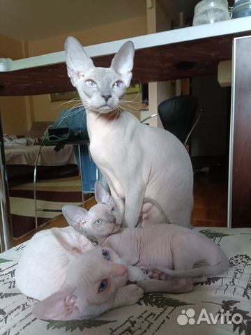 Котята девон-рекс